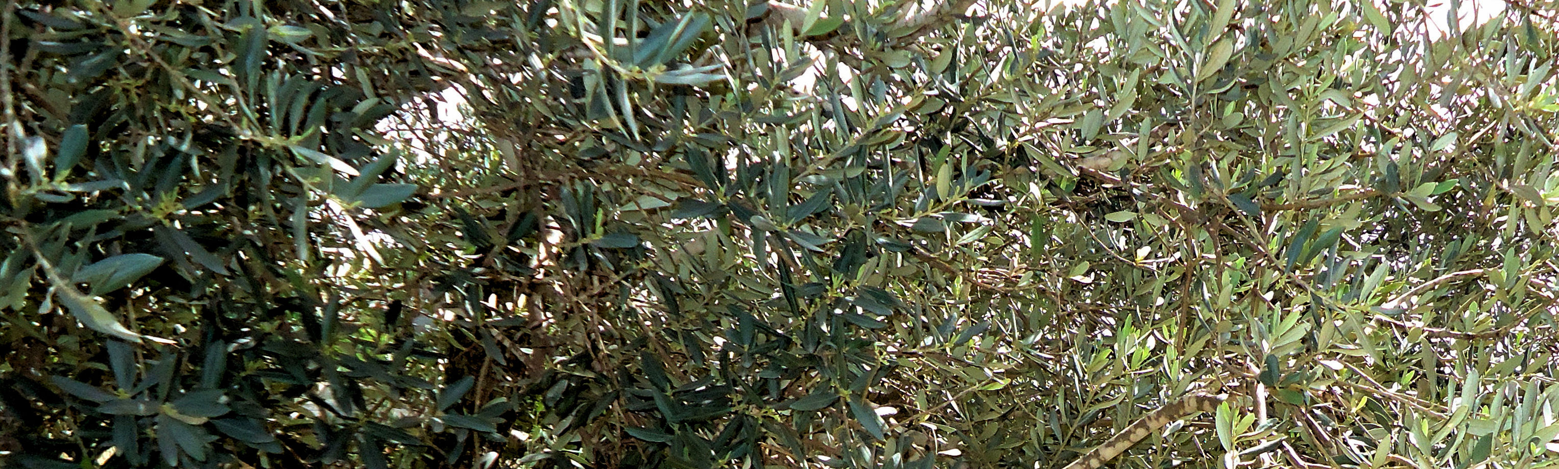 About | OLIVE TREE ALLIANCE