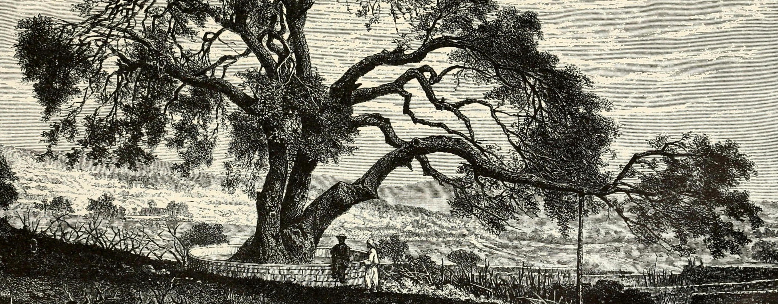 Abram Moved His Tent by the Terebinth Trees (Genesis 13:14-18) | OLIVE ...