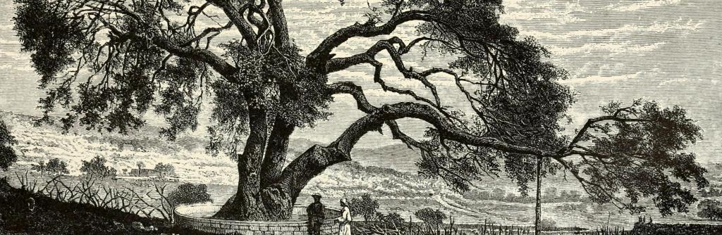 Abram Moved His Tent by the Terebinth Trees (Genesis 13:14-18) | OLIVE ...