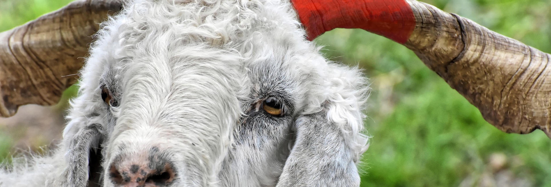 The Azazel Story of Redemption | OLIVE TREE ALLIANCE